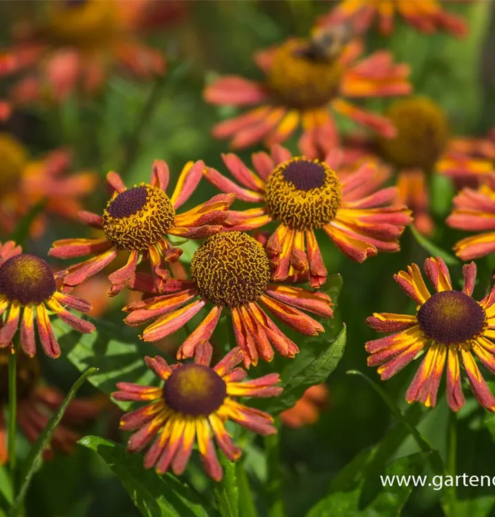 Sonnenbraut, Helenium x cult.'Loysder Wieck' - GartenBaumschule Becker