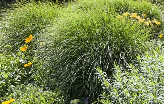 Für den Ziergarten erfolgreich Gräser teilen und vermehren ...